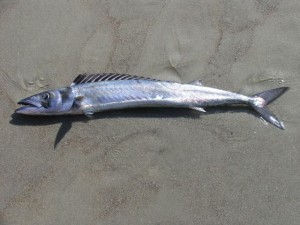 Time in the intertidal zone – Penelope Todd