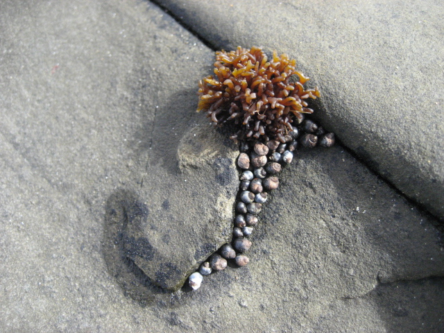 Creeping forward … – Penelope Todd